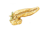 Pancreasul. Structură şi rol